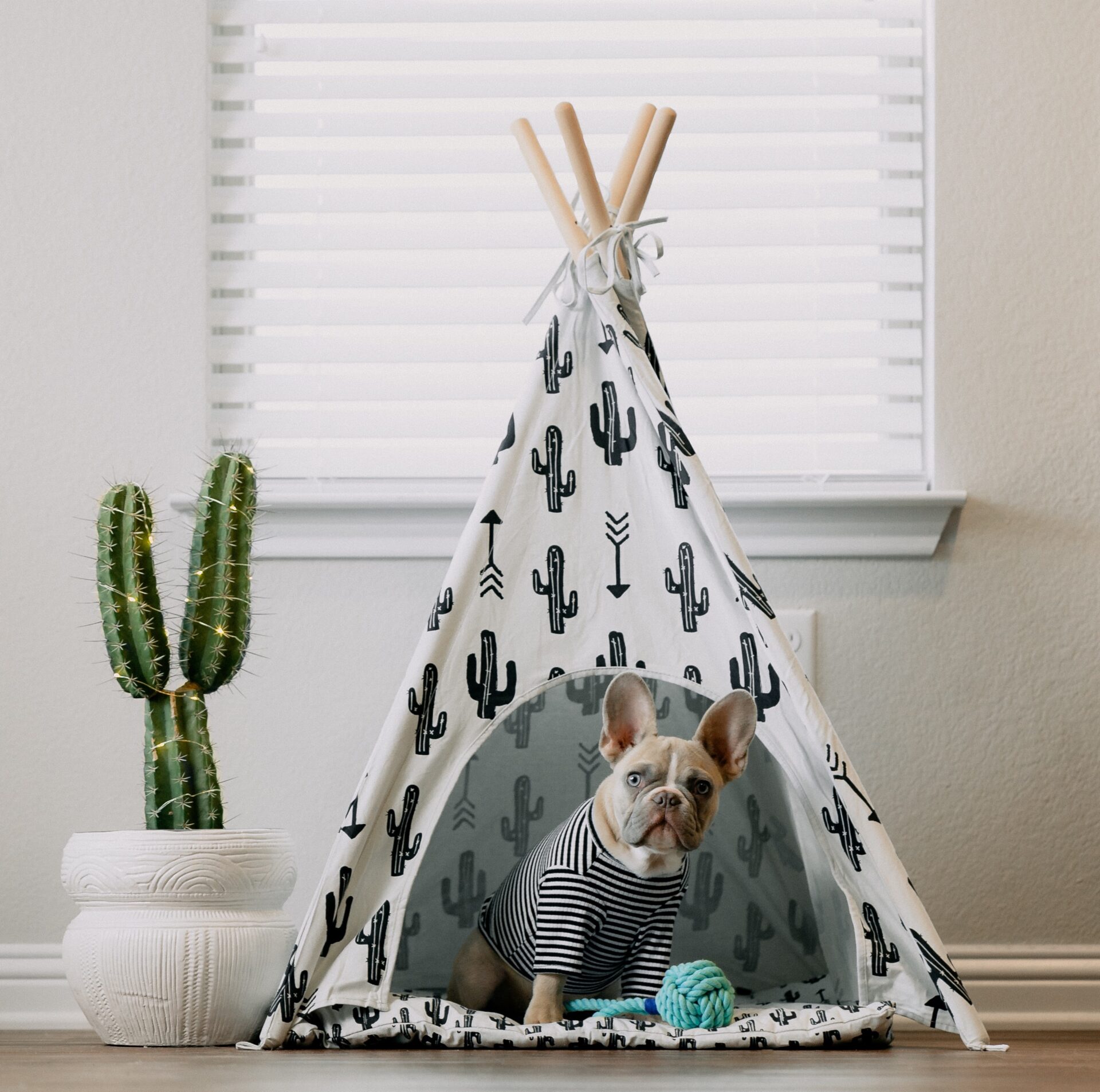 22 Luxury Dog Room Ideas To Pamper Your Best Friend Days Inspired